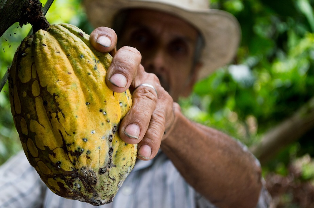 Cacao, Mars e Fairtrade guidano coalizione su diritti e ambiente: l’Ue ...