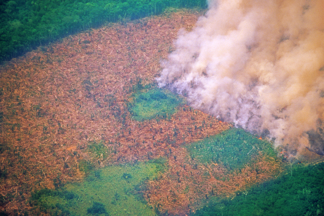 Amazzonia, ecco come il made in Italy “spinge” la deforestazione - il ...