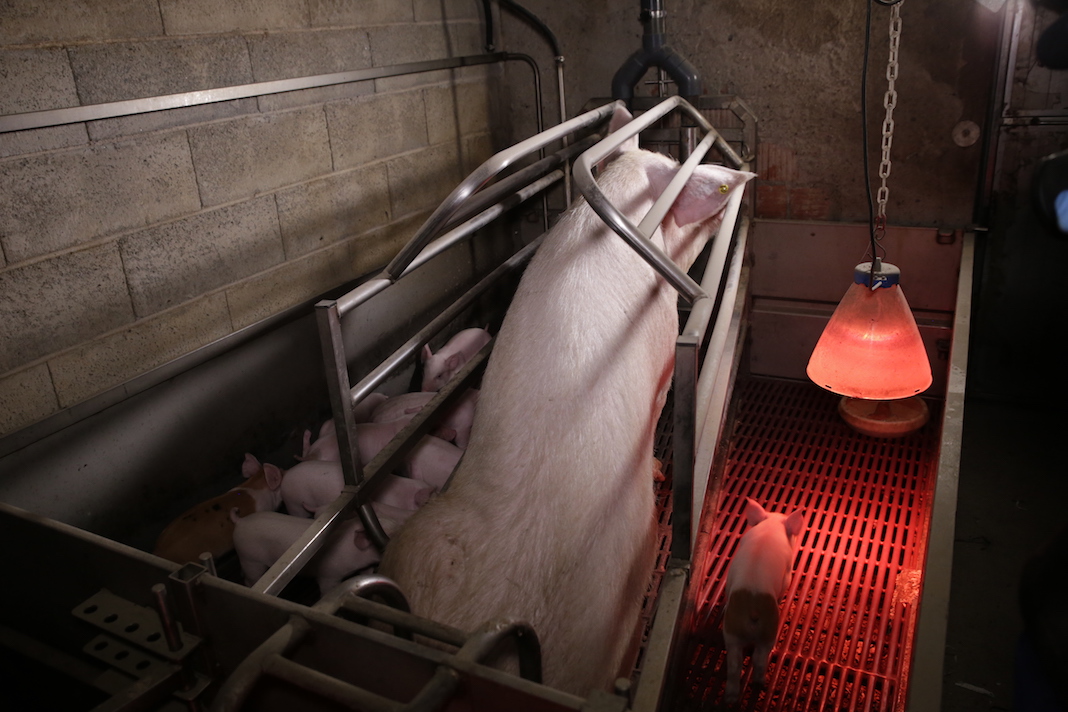 Il video shock delle scrofe in gabbia negli allevamenti delle ...