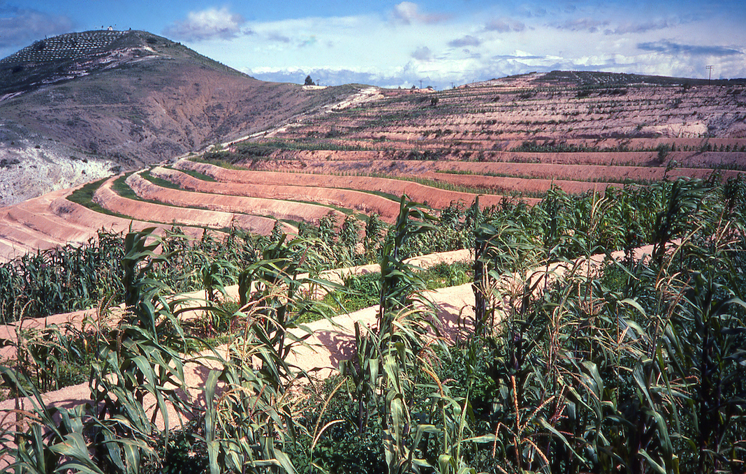 Il Messico mette al bando il mais geneticamente modificato e il ...