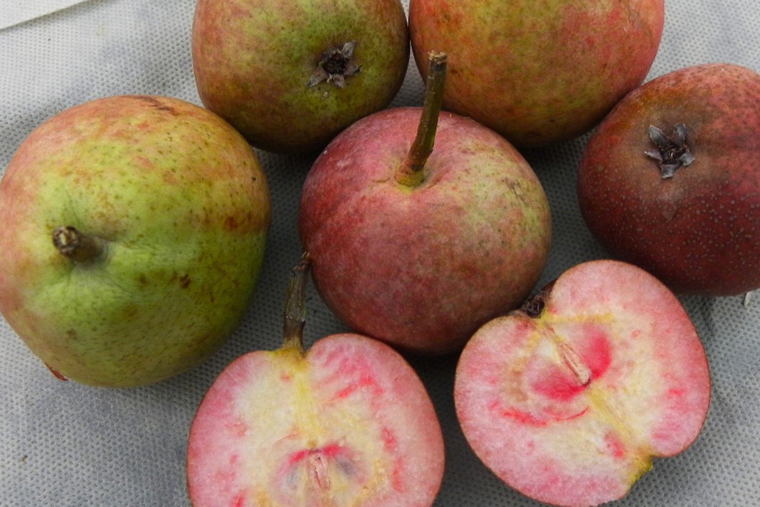 Pera cocomerina: la dolcezza rossa che non ti aspetti | il Salvagente